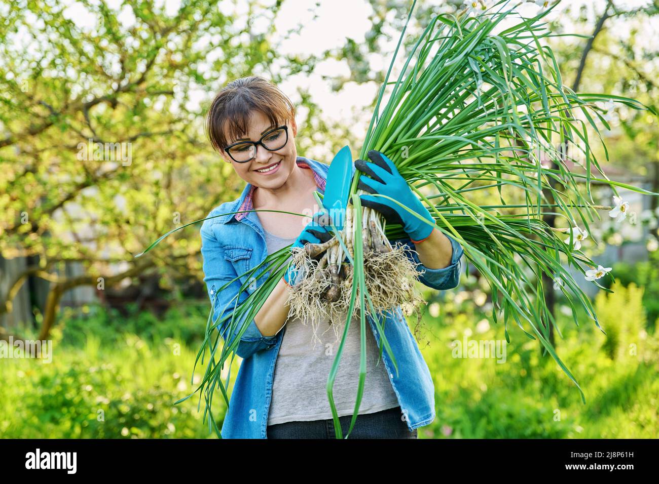 Spring time, woman in gardening gloves holding wild white narcissus ...