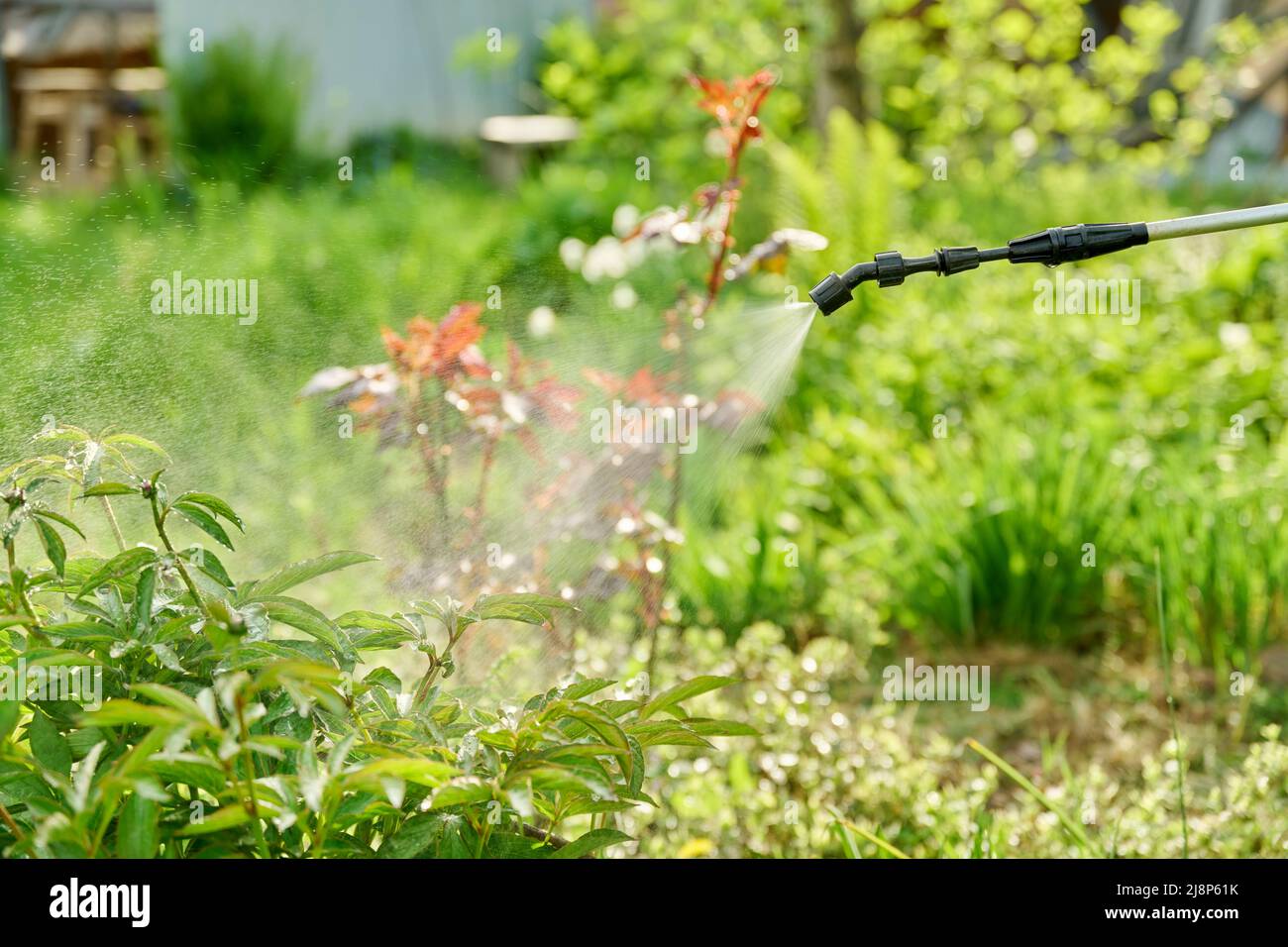 Spring work in garden, backyard, spraying chemical on flower bed, peony ...