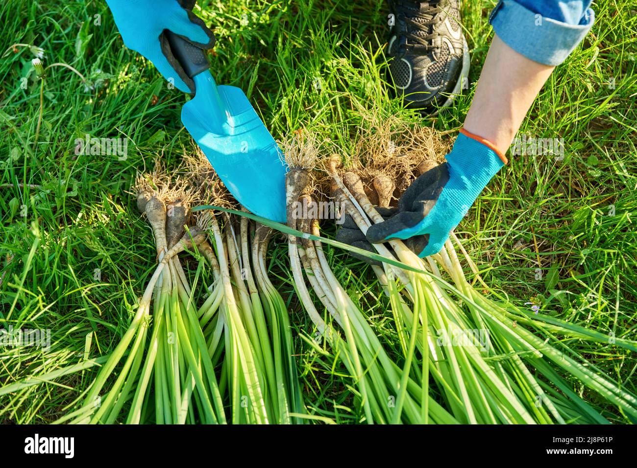Close-up of the spring division of the bush of wild daffodil Stock ...