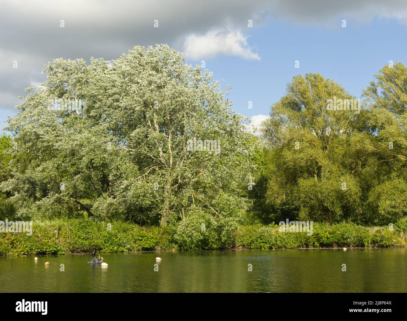 Lake Views in Stevenage Hertfordshire Stock Photo - Alamy