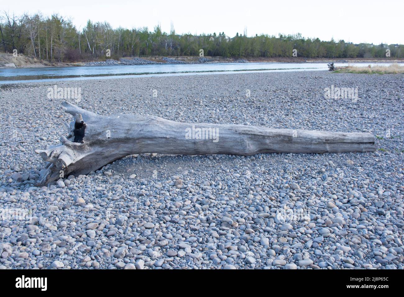 Log Driftwood On River Pebble Beach - In Nature Stock Photo - Alamy