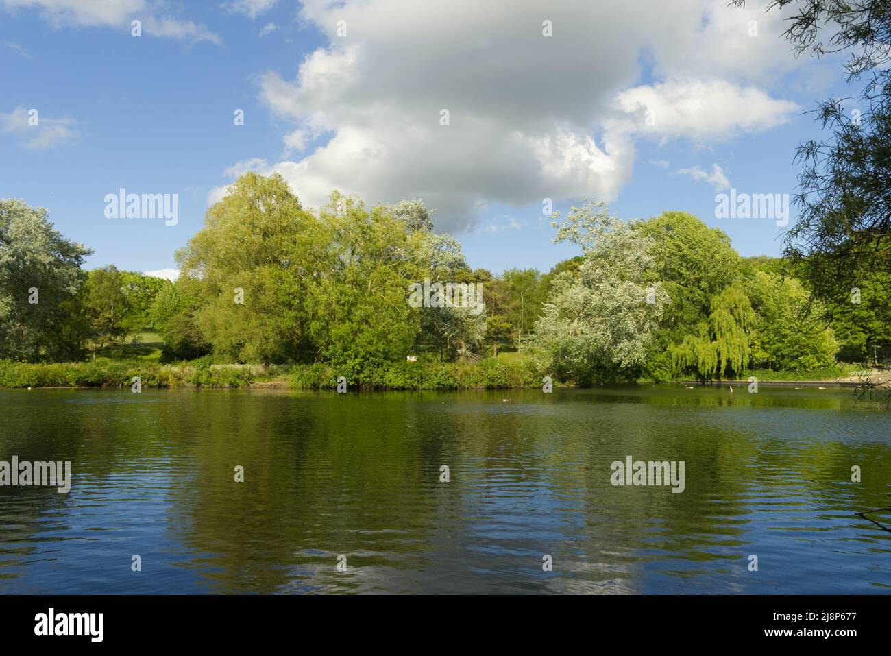 Lake Views in Stevenage Hertfordshire Stock Photo - Alamy
