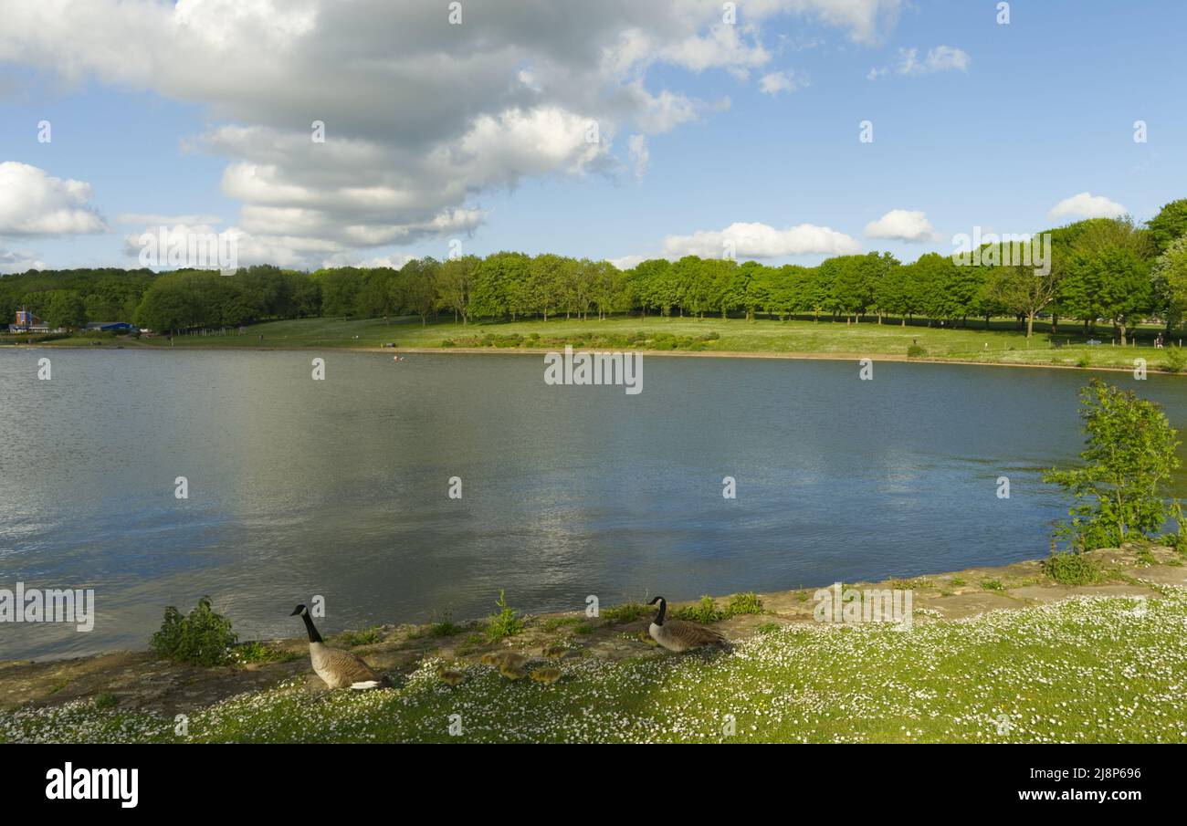 Lake Views in Stevenage Hertfordshire Stock Photo - Alamy