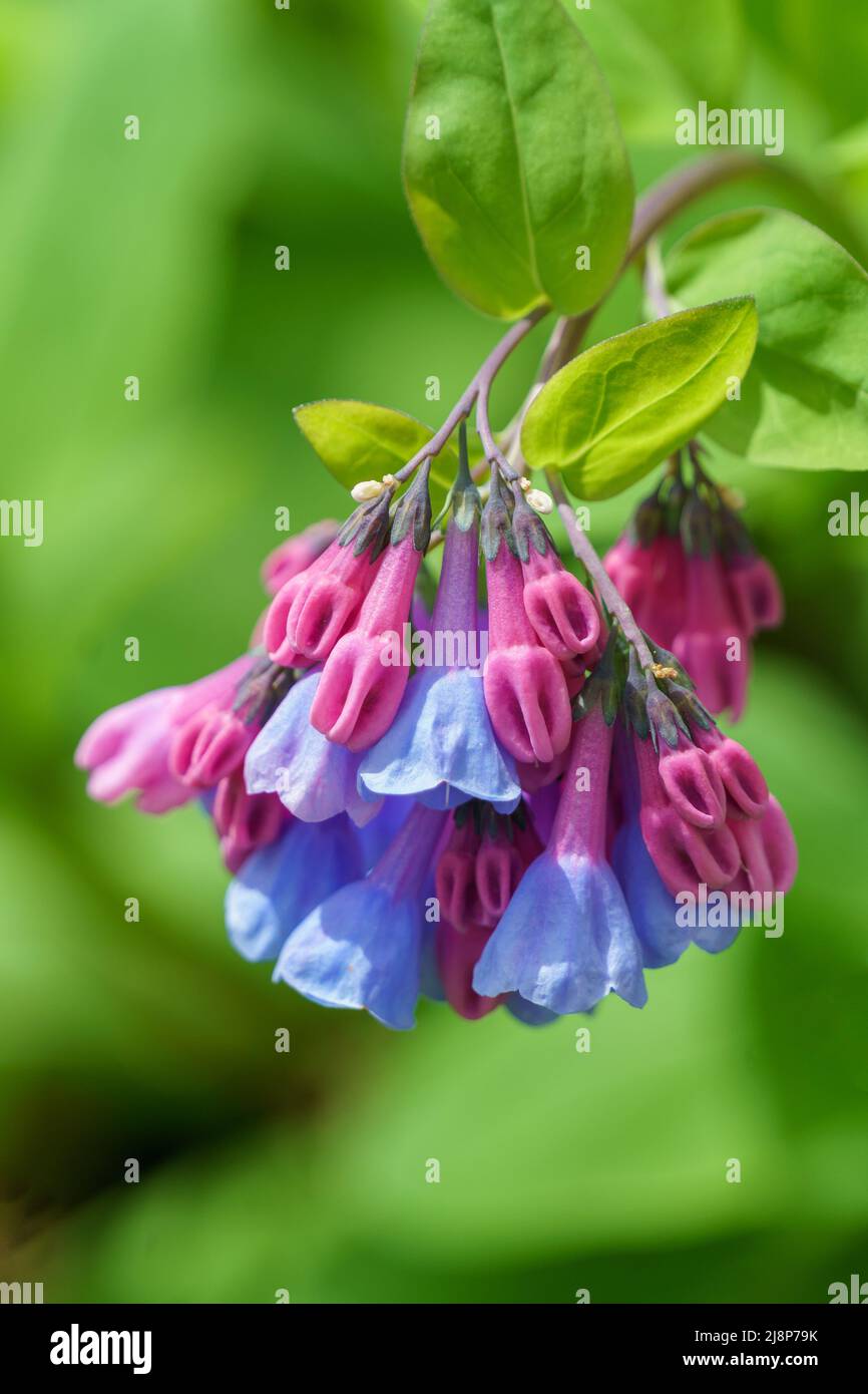 Hanging bluebells hi-res stock photography and images - Alamy