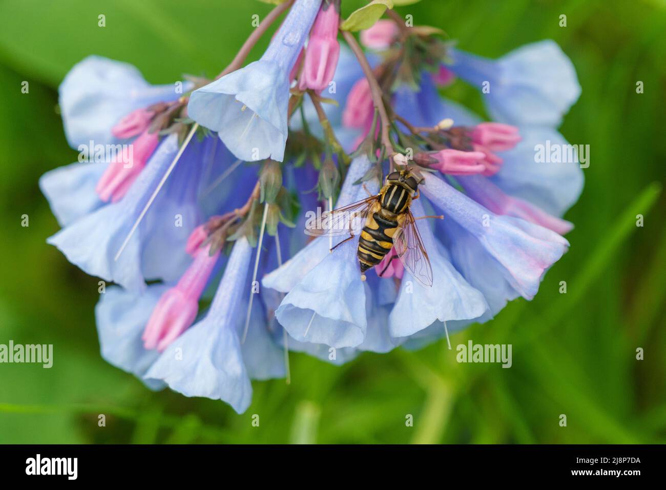 Close-up of a small bee perched on Virginia Bluebell flowers Stock ...