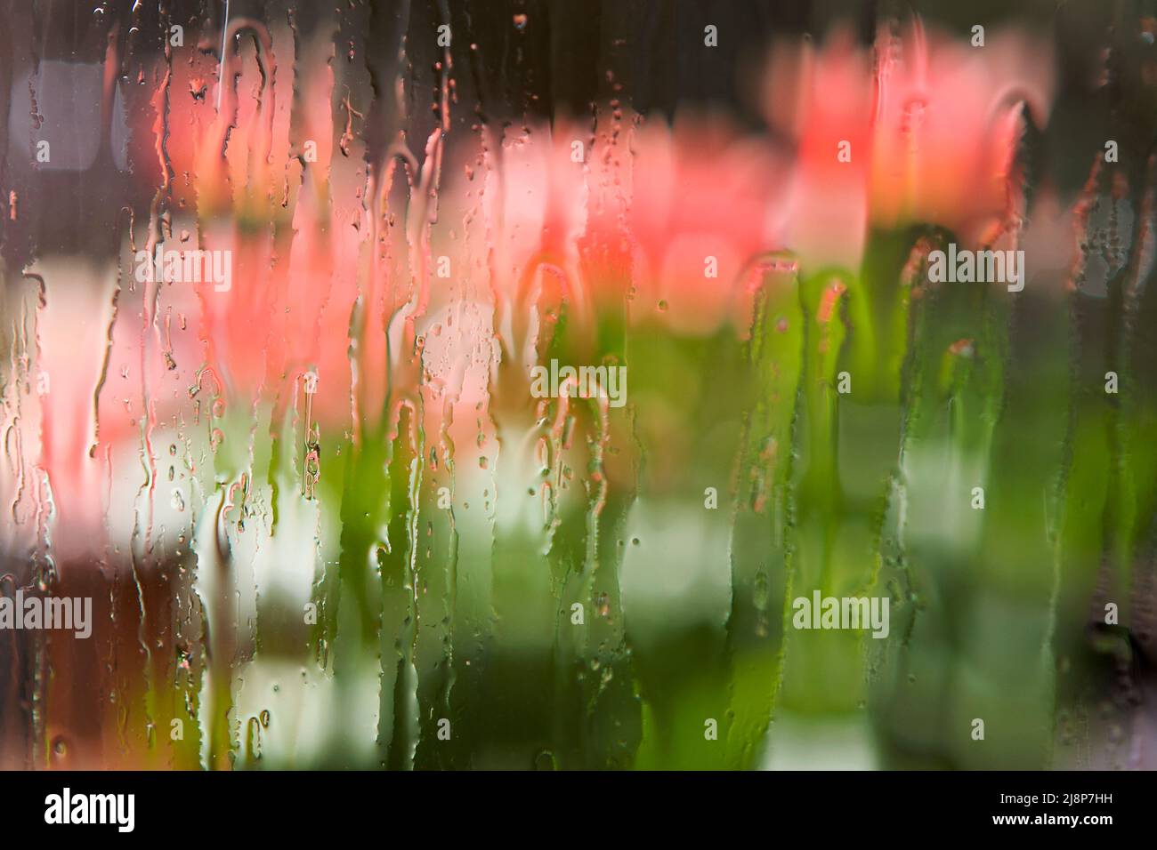 Colorful tulips as seen through a rain covered window in spring Stock ...