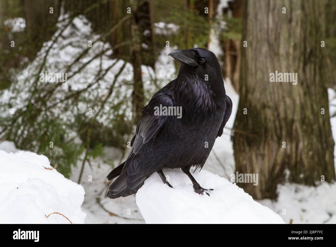 Common Raven (Corvus corax) on a snow bank in Glacier National Park ...