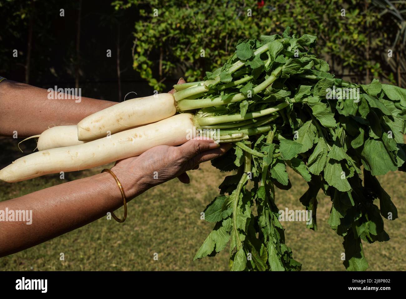 Woman holding Fresh White Radish root vegetables plucked harvested ...