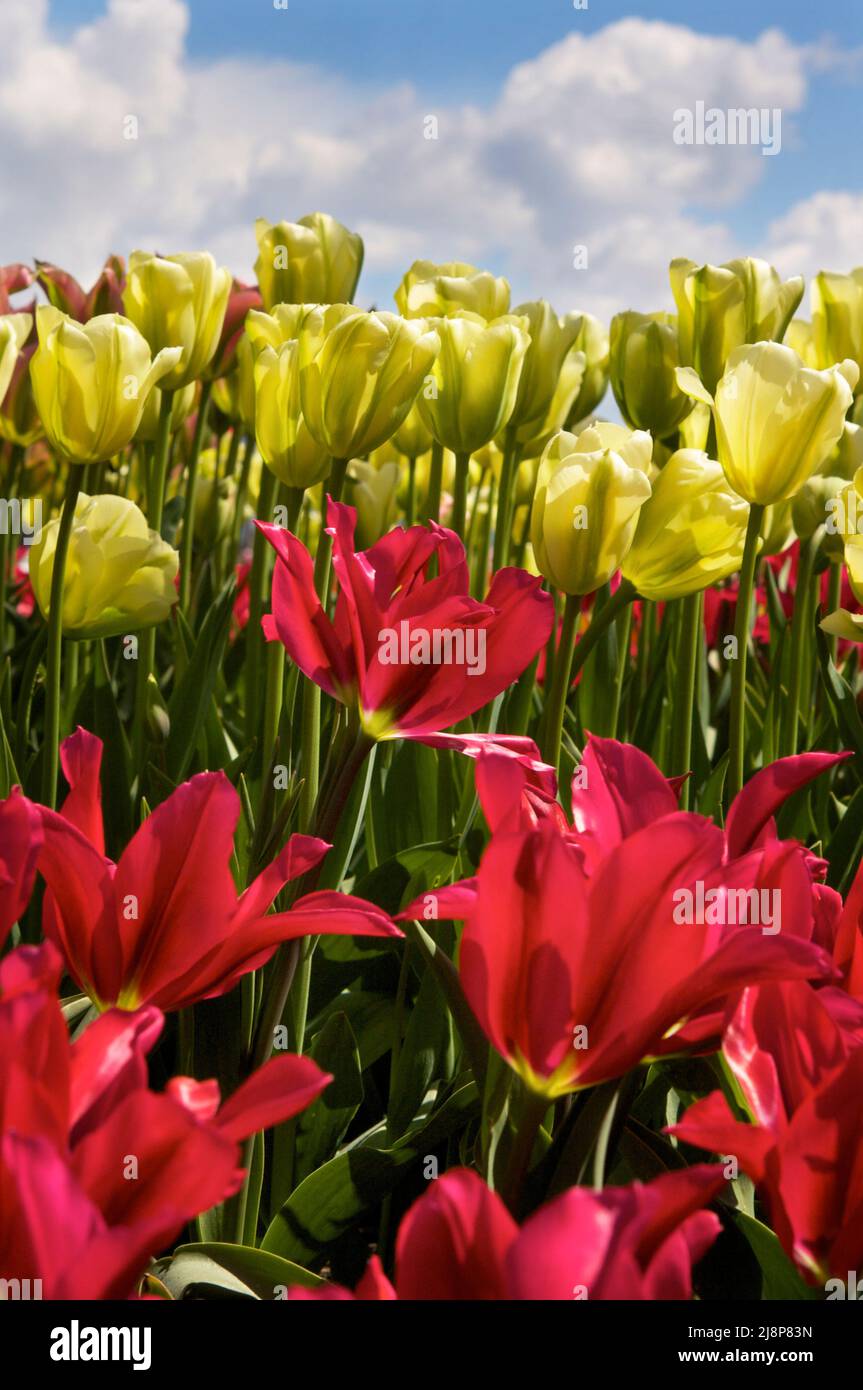 White clouds on pale sky hi-res stock photography and images - Alamy