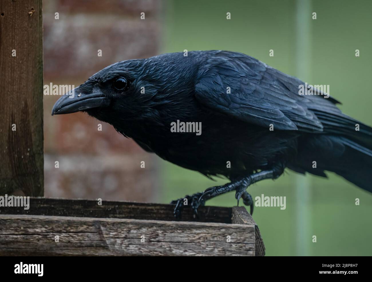 closeup of a common raven (Corvus Corax) dining on a wooden bird ...