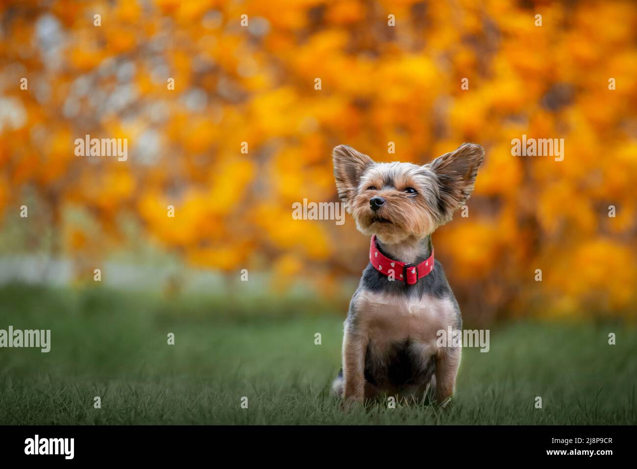 Autumn yorkshire terrier hi-res stock photography and images - Alamy