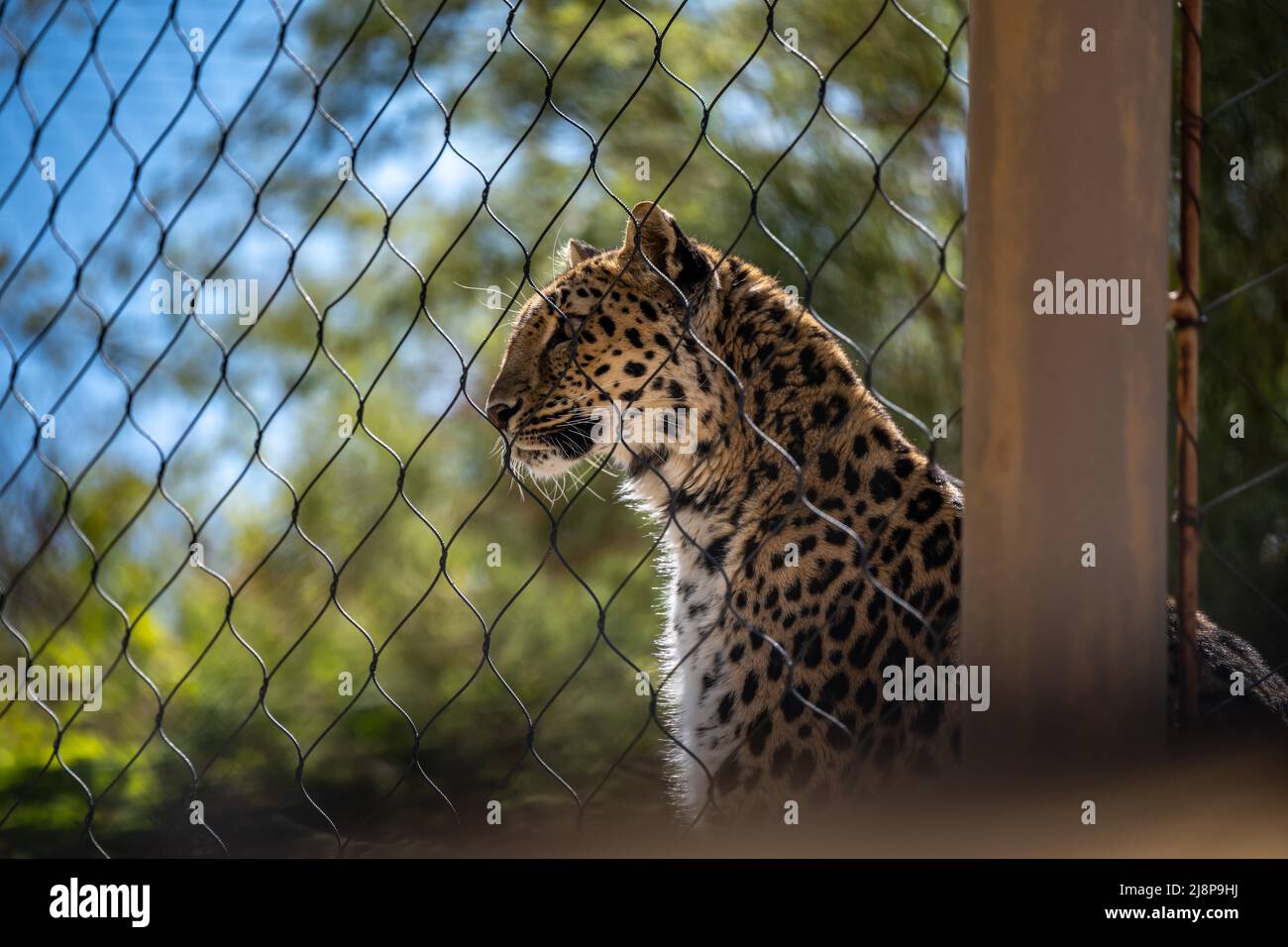 A yellow and black spotted Bobcat in Palm Springs, California Stock ...