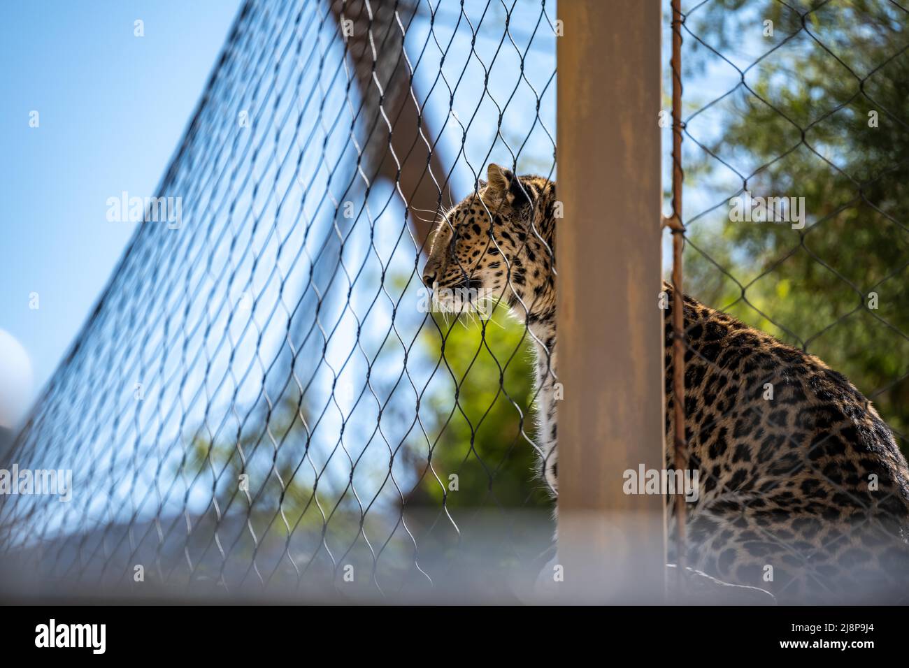 A yellow and black spotted Bobcat in Palm Springs, California Stock ...