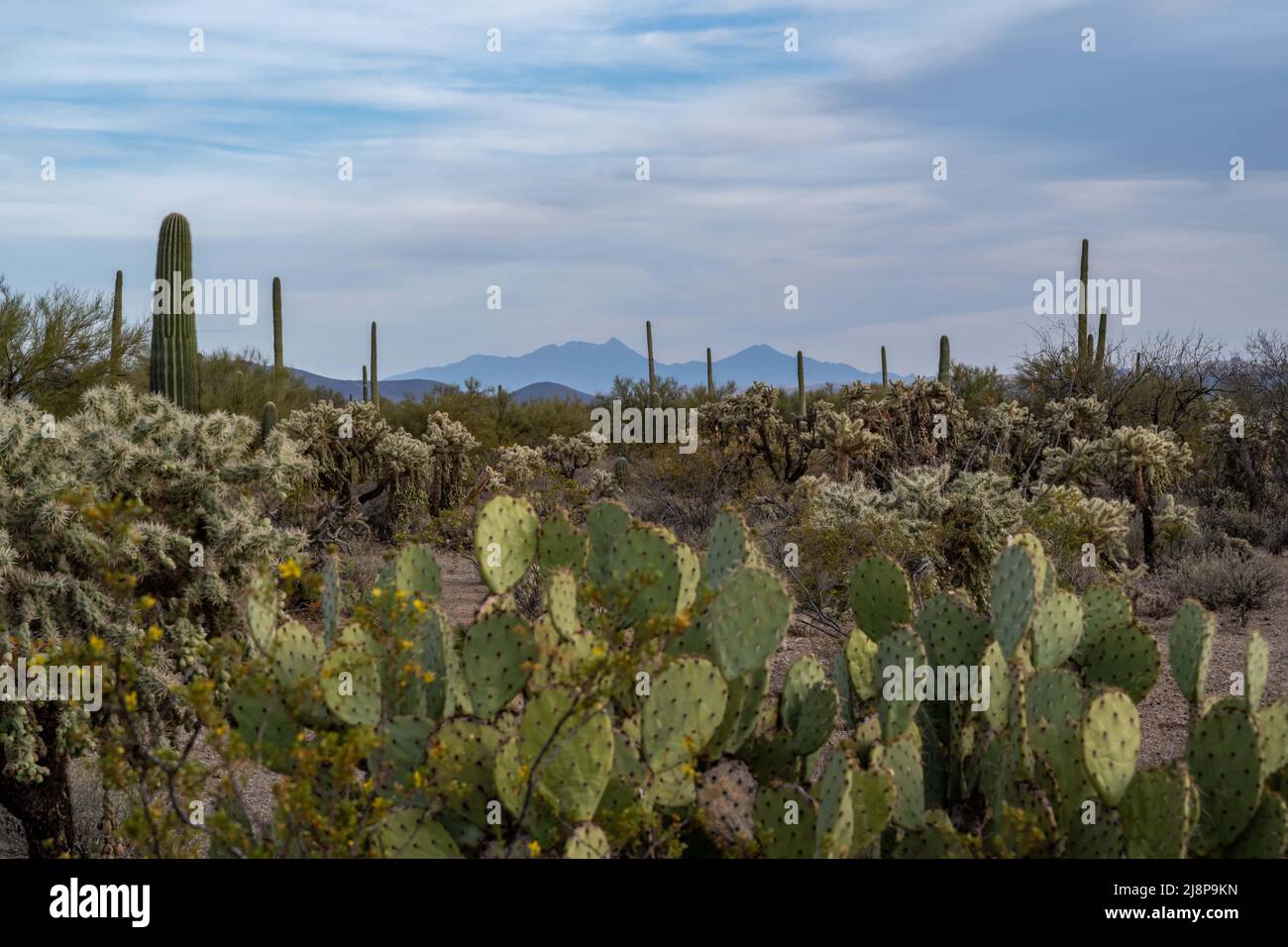 A beautiful overlooking view of nature in Tucson, Arizona Stock Photo ...