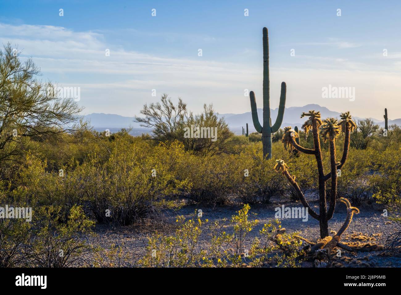 A beautiful overlooking view of nature in Tucson, Arizona Stock Photo ...