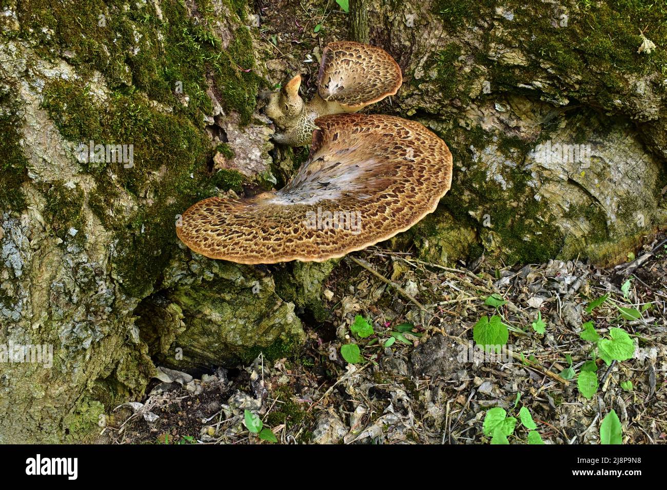 Tree fungus growing on a Boxelder tree in Michigan in spring Stock ...