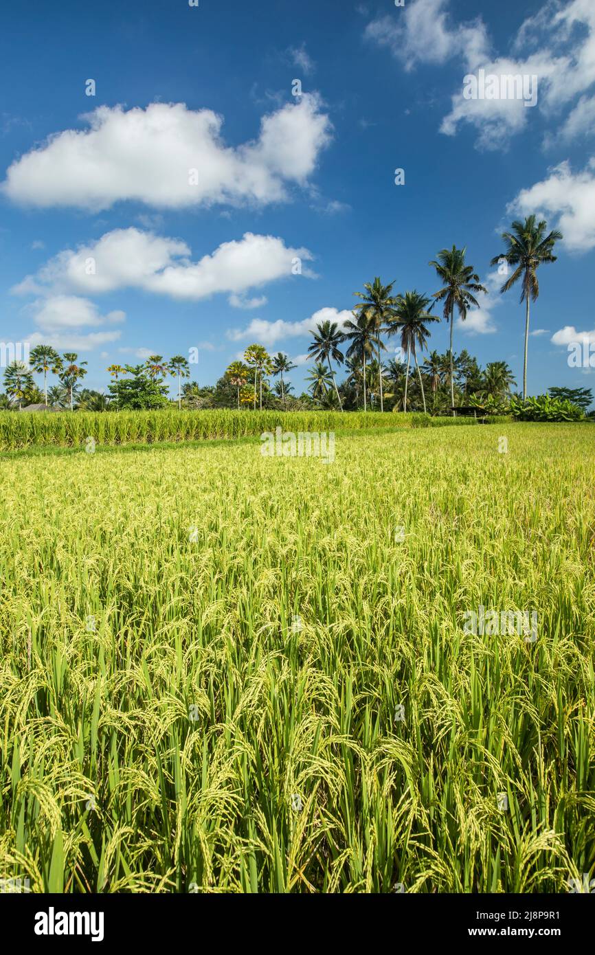 Green rice paddy fields in Bali in Indonesia Stock Photo - Alamy