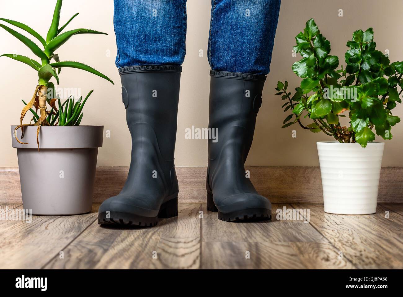 Man in Slate Grey Rubber Boots gardening at home Stock Photo - Alamy