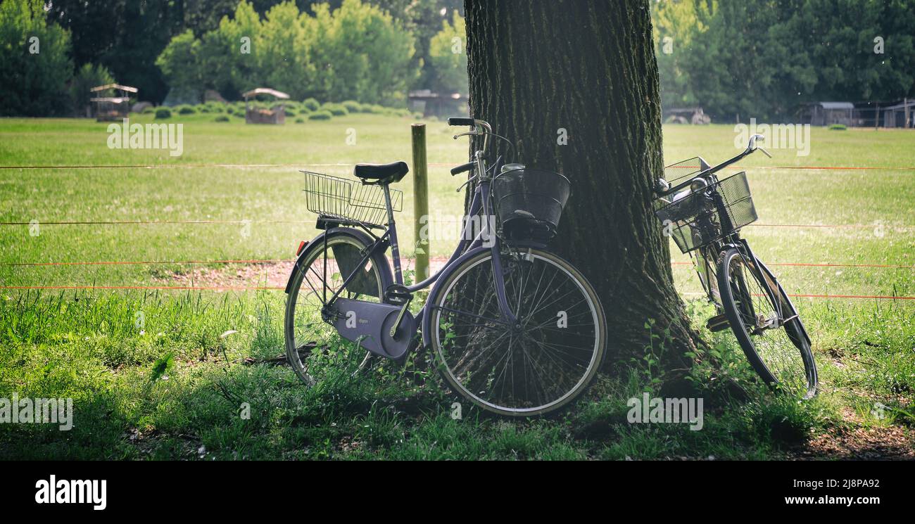 Two bicycles leaning against a tree with grass background in a spring ...