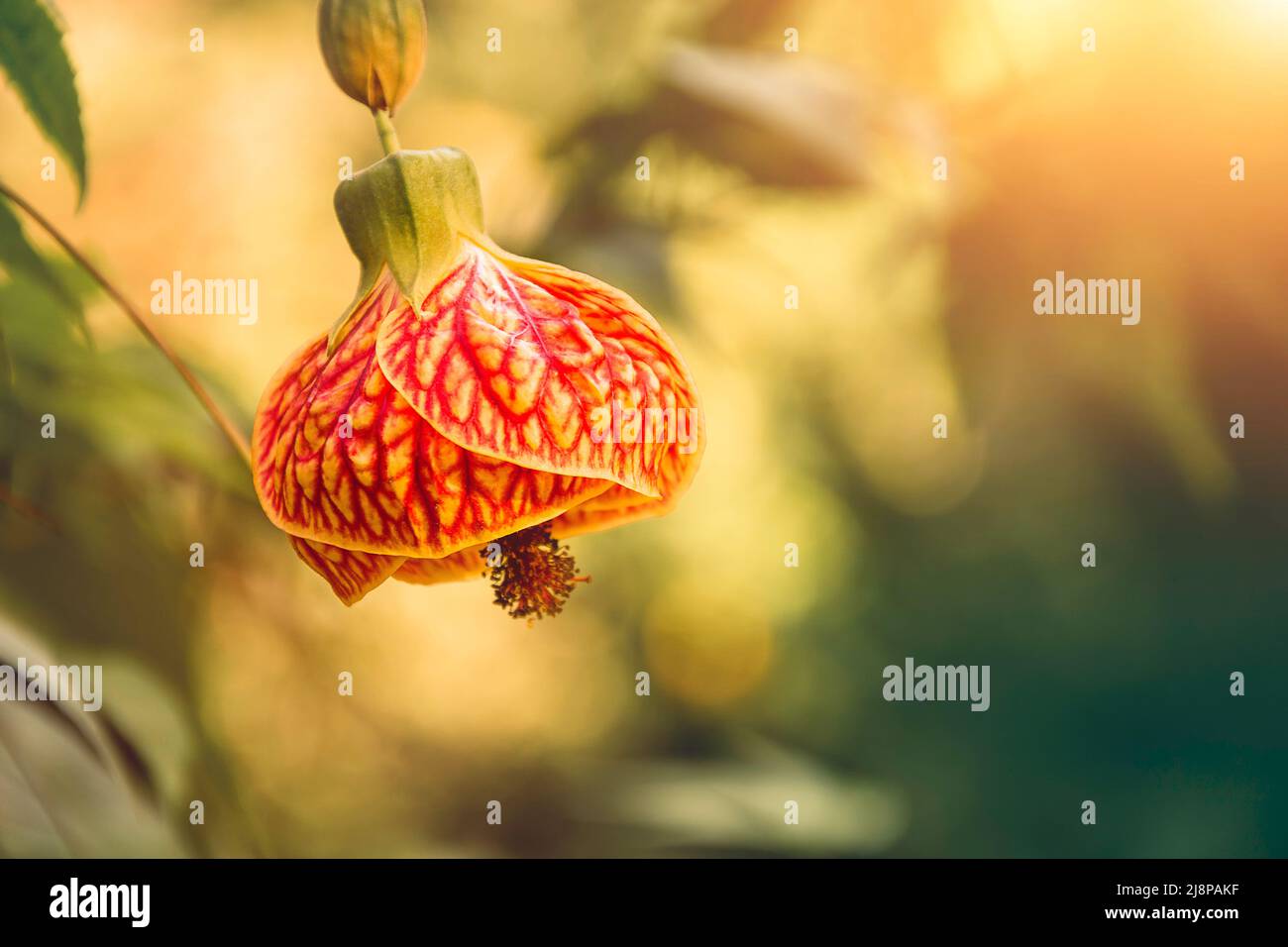 Bell flower, also known as Chinese bell Stock Photo - Alamy