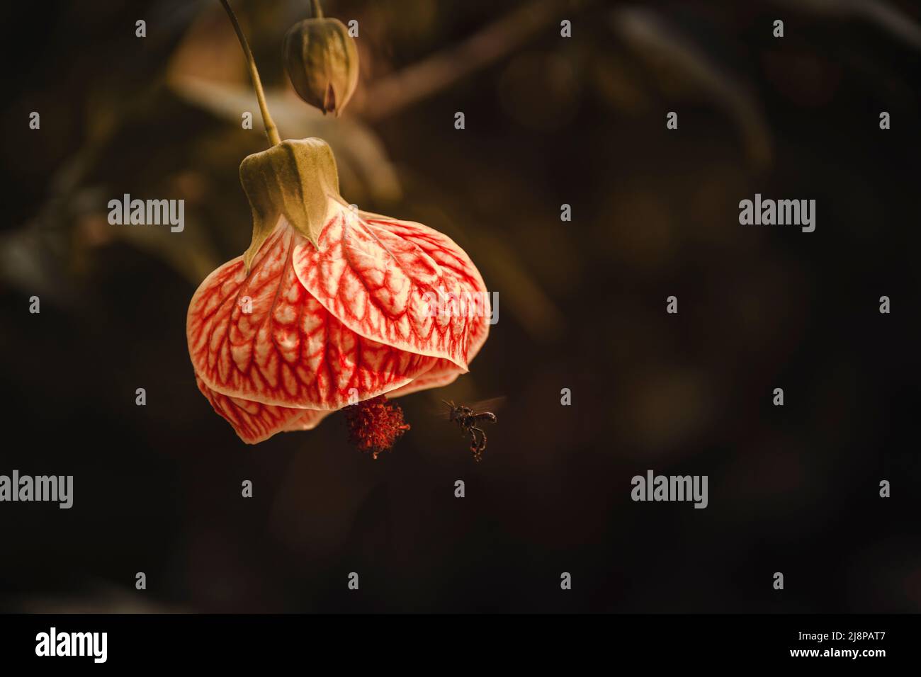 Bell flower, also known as Chinese bell Stock Photo - Alamy