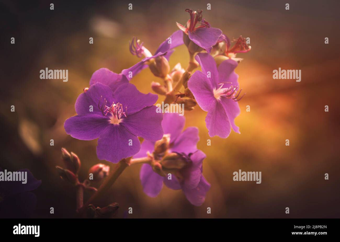 Sweet flowers with blurred background. Ideal for website background ...