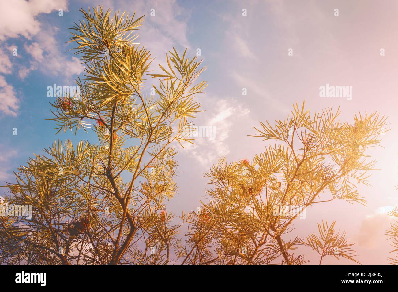 Detail of new branches of a tree with sky and clouds background Stock ...