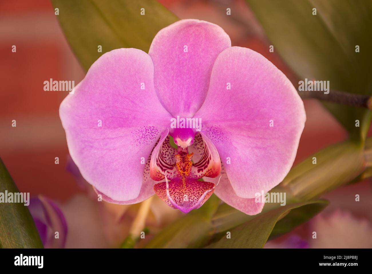 Orchids are a diverse and widespread family of flowering plants, with ...