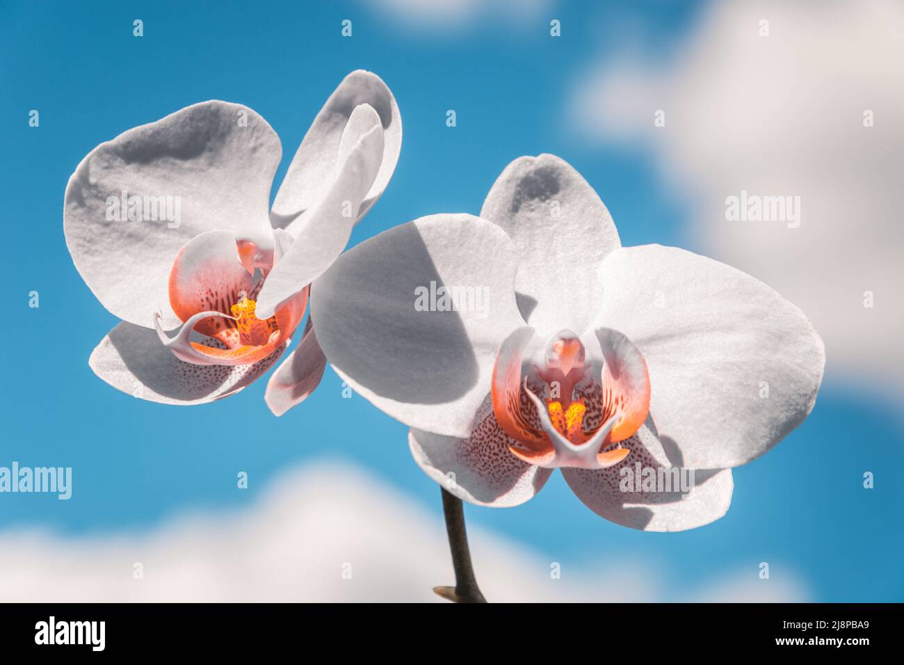 Orchids are a diverse and widespread family of flowering plants, with ...