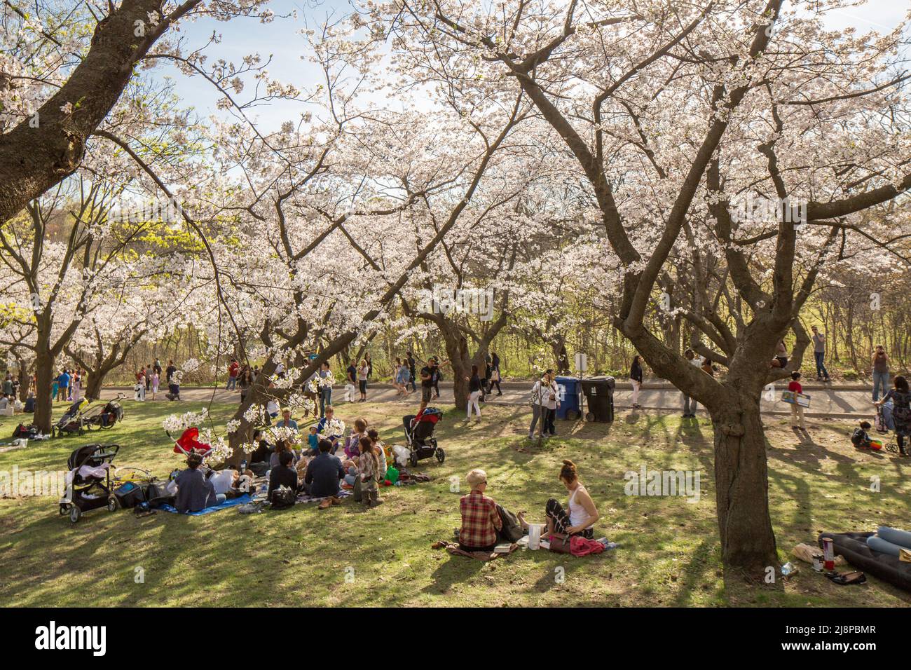 Sakura cherry trees blossoming in High Park in the spring Stock Photo ...