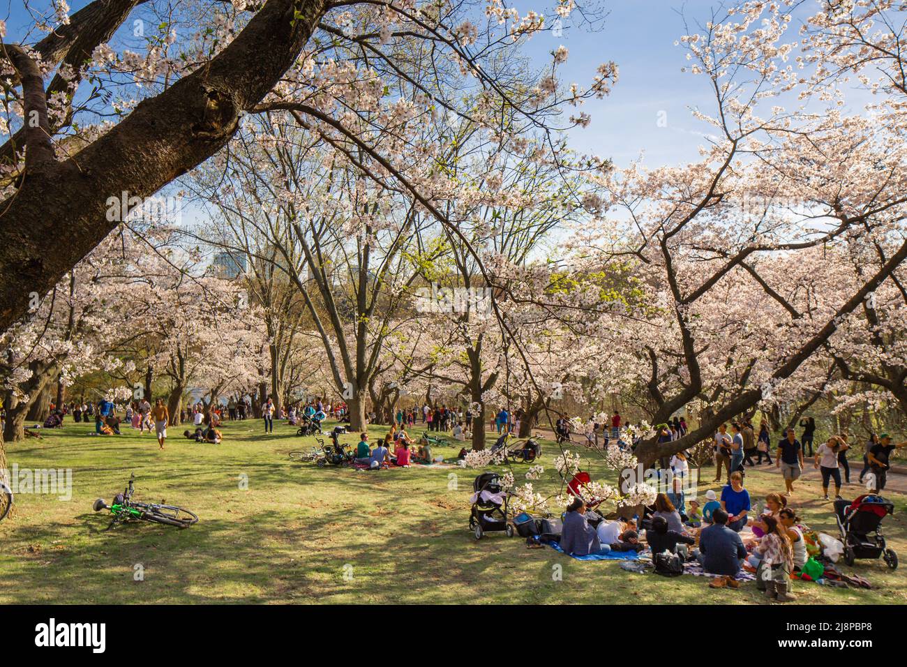 Sakura cherry trees blossoming in High Park in the spring Stock Photo ...