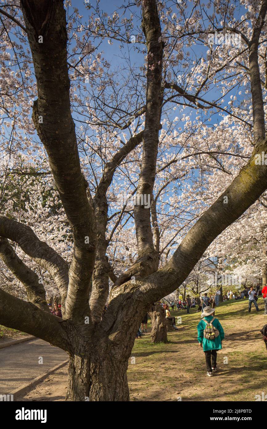 Sakura cherry trees blossoming in High Park in the spring Stock Photo ...