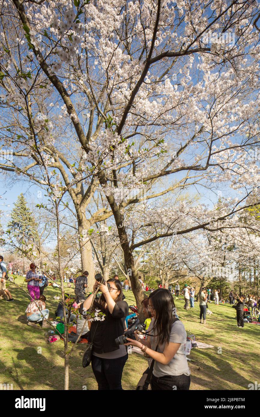 Sakura cherry trees blossoming in High Park in the spring Stock Photo ...