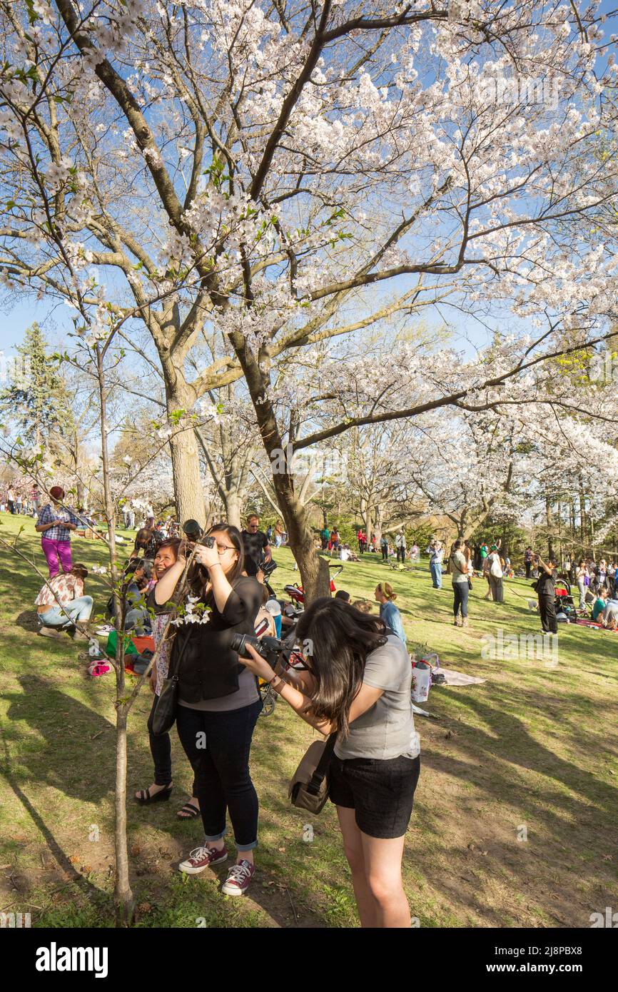 Sakura cherry trees blossoming in High Park in the spring Stock Photo ...