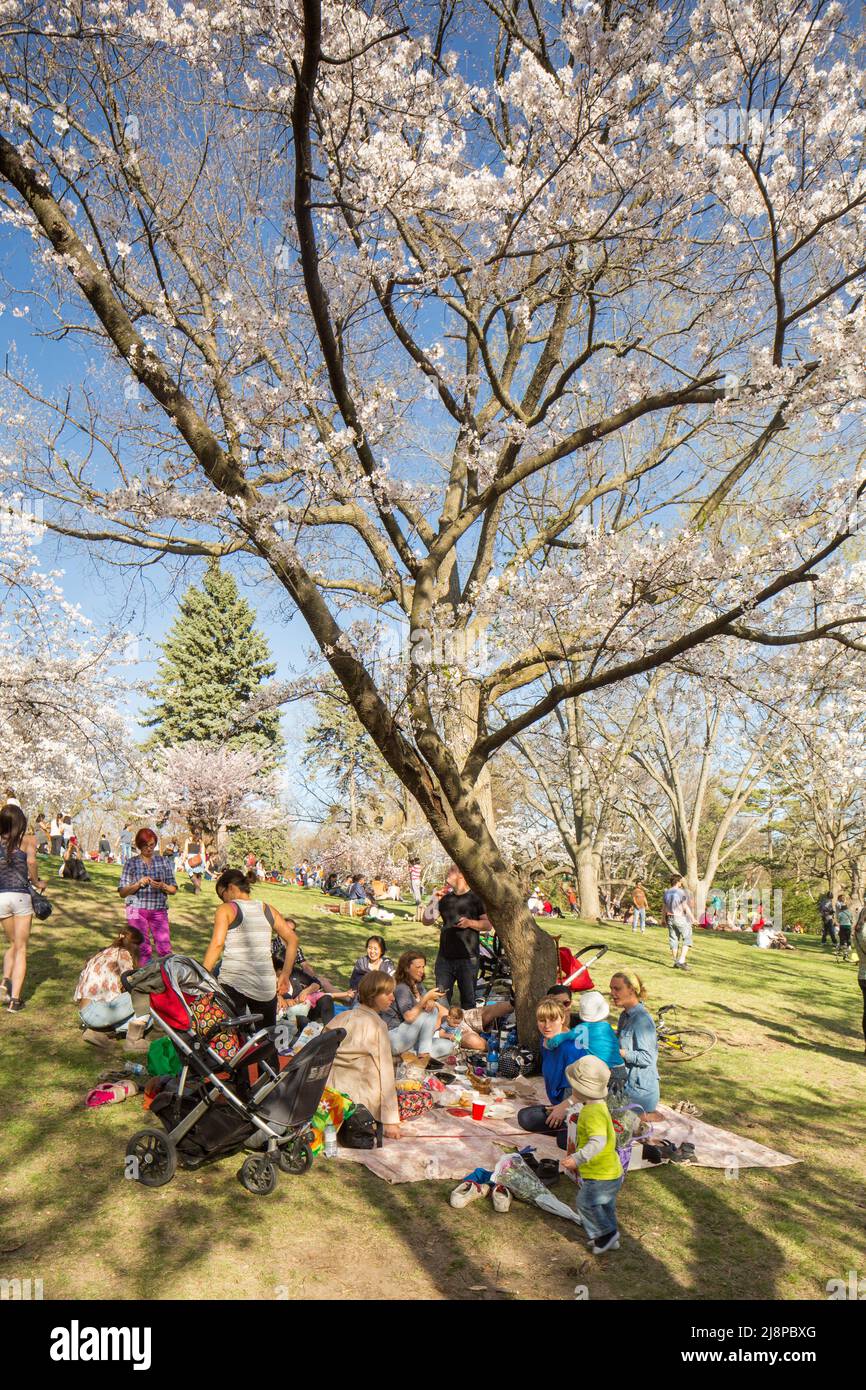 Sakura cherry trees blossoming in High Park in the spring Stock Photo ...