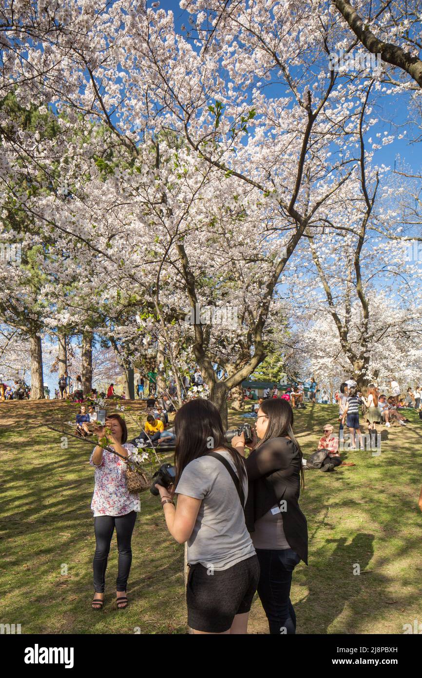 Sakura cherry trees blossoming in High Park in the spring Stock Photo ...