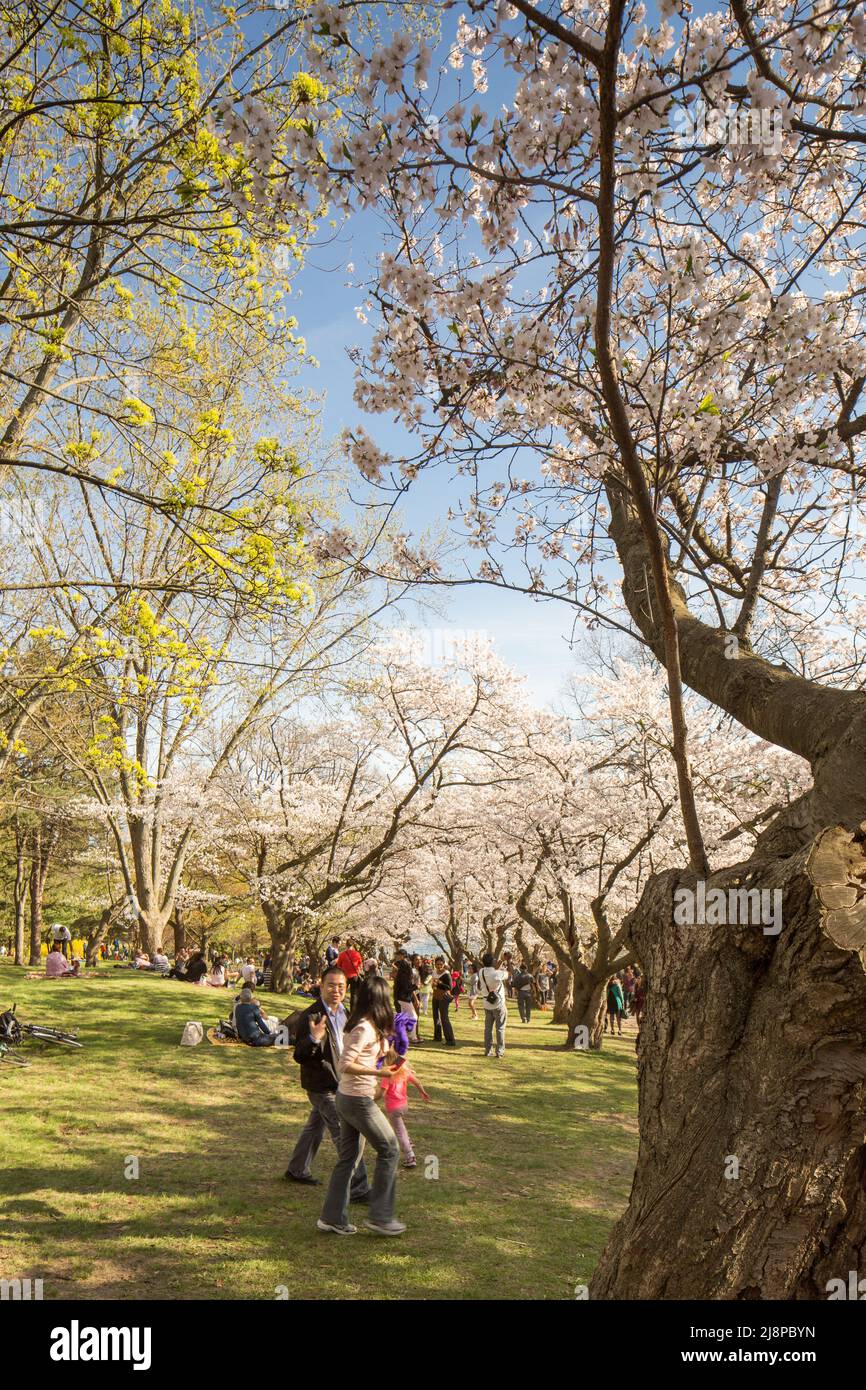Sakura cherry trees blossoming in High Park in the spring Stock Photo ...