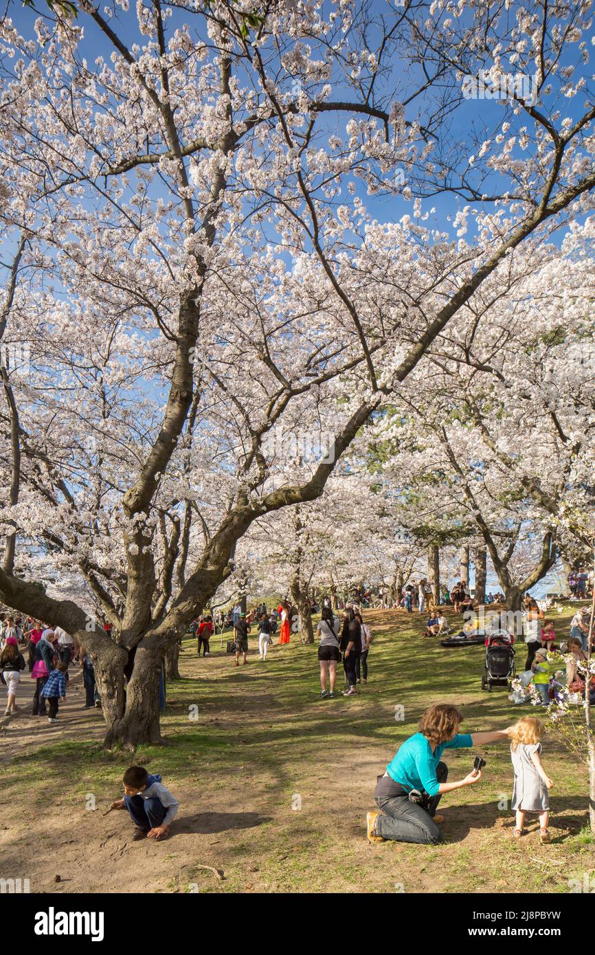 Sakura cherry trees blossoming in High Park in the spring Stock Photo ...