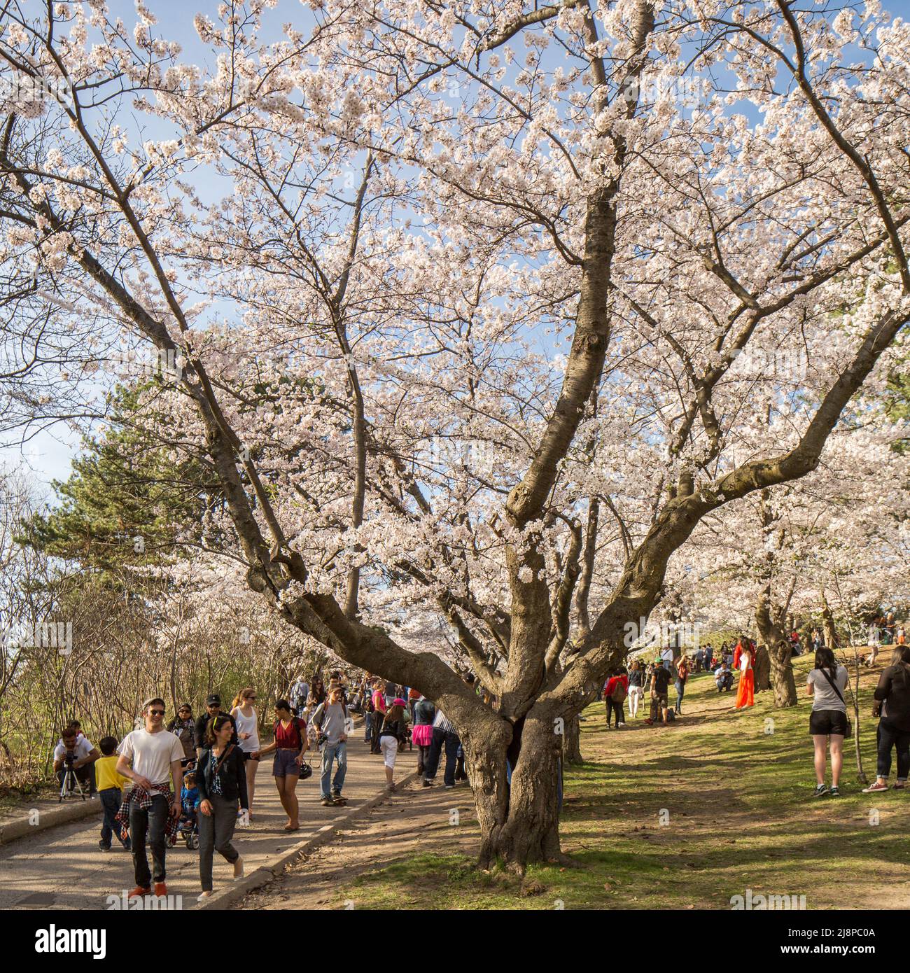 Sakura cherry trees blossoming in High Park in the spring Stock Photo ...