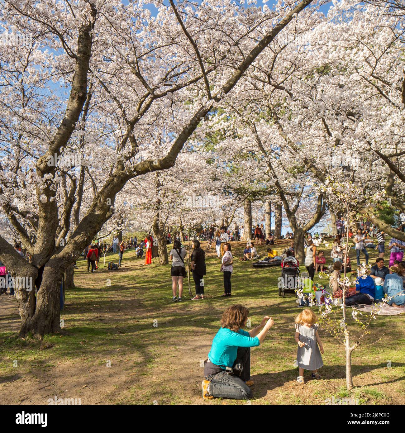 Sakura cherry trees blossoming in High Park in the spring Stock Photo ...