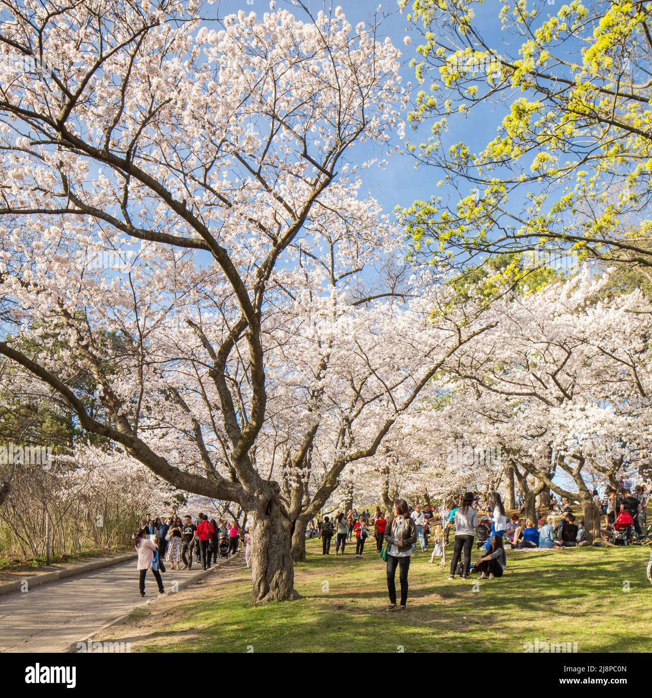Sakura cherry trees blossoming in High Park in the spring Stock Photo ...