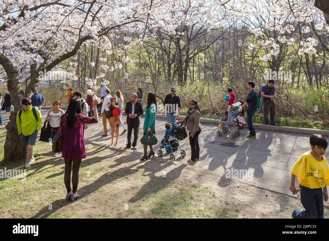 Sakura cherry trees blossoming in High Park in the spring Stock Photo ...