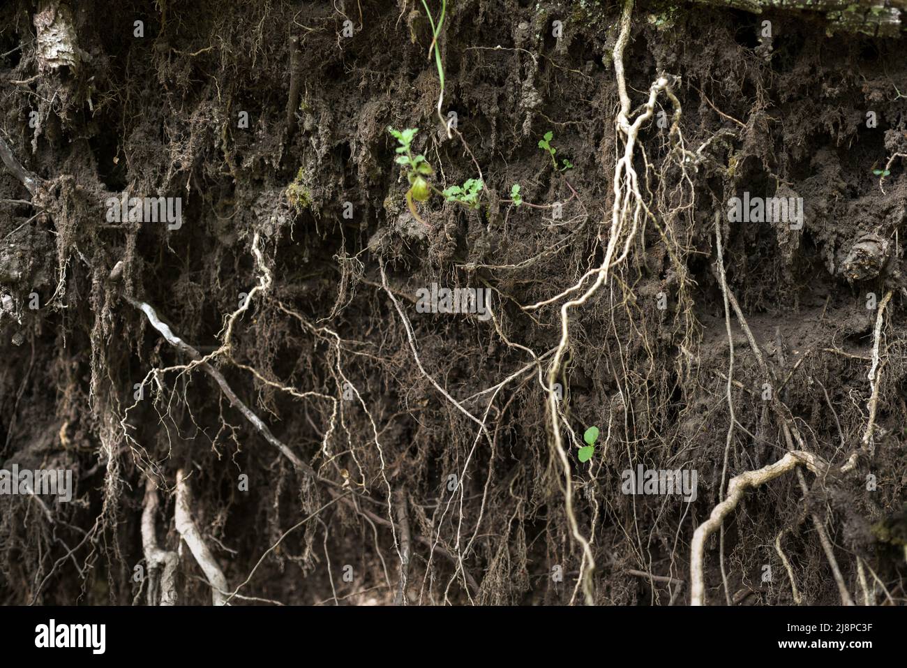 Tree root texture hi-res stock photography and images - Alamy