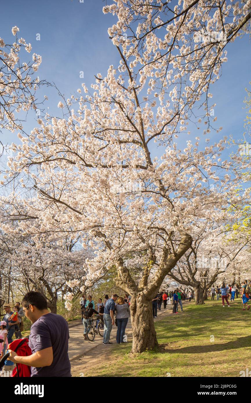 Sakura cherry trees blossoming in High Park in the spring Stock Photo ...