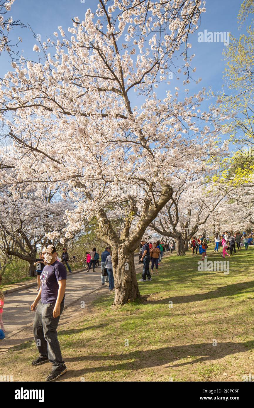 Sakura cherry trees blossoming in High Park in the spring Stock Photo ...