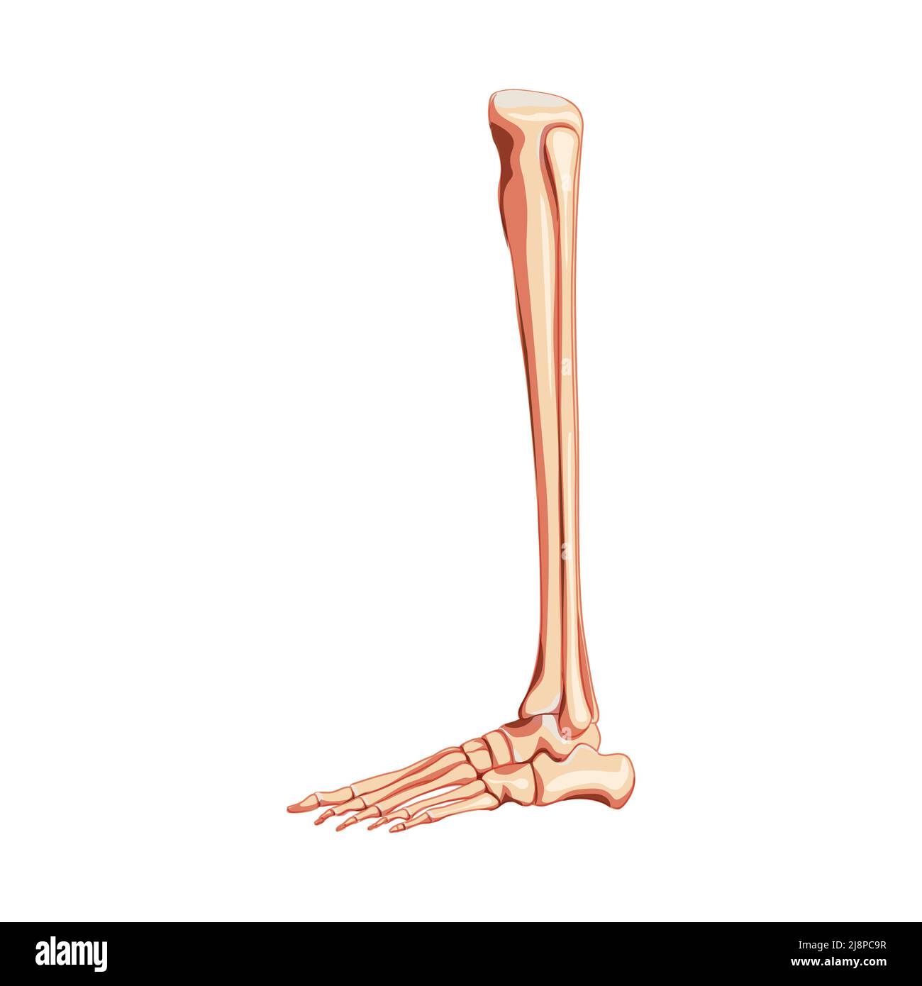 Leg tibia, fibula, Foot, ankle Skeleton Human side view. Set of ...