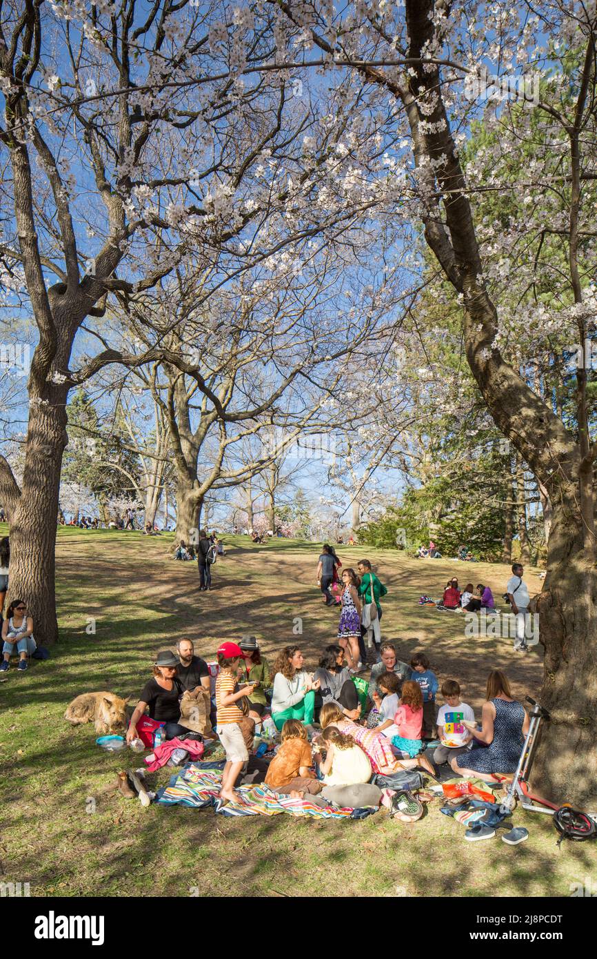 Sakura cherry trees blossoming in High Park in the spring Stock Photo ...