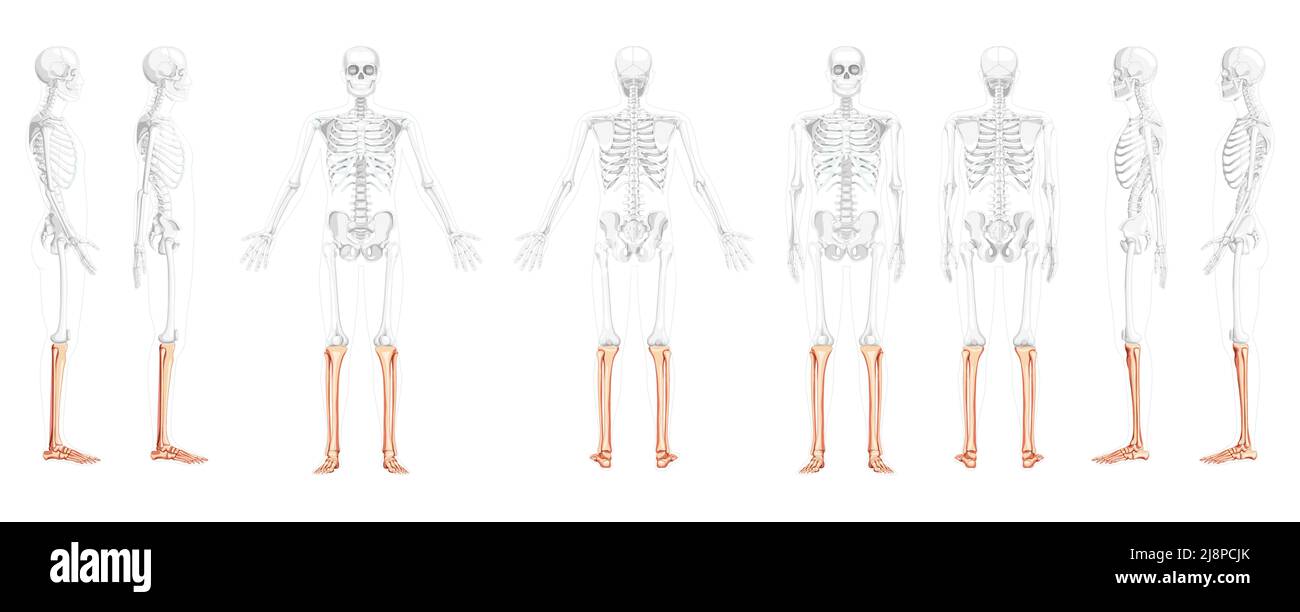 Set of Skeleton leg tibia, fibula, Foot, ankle Human front back side ...