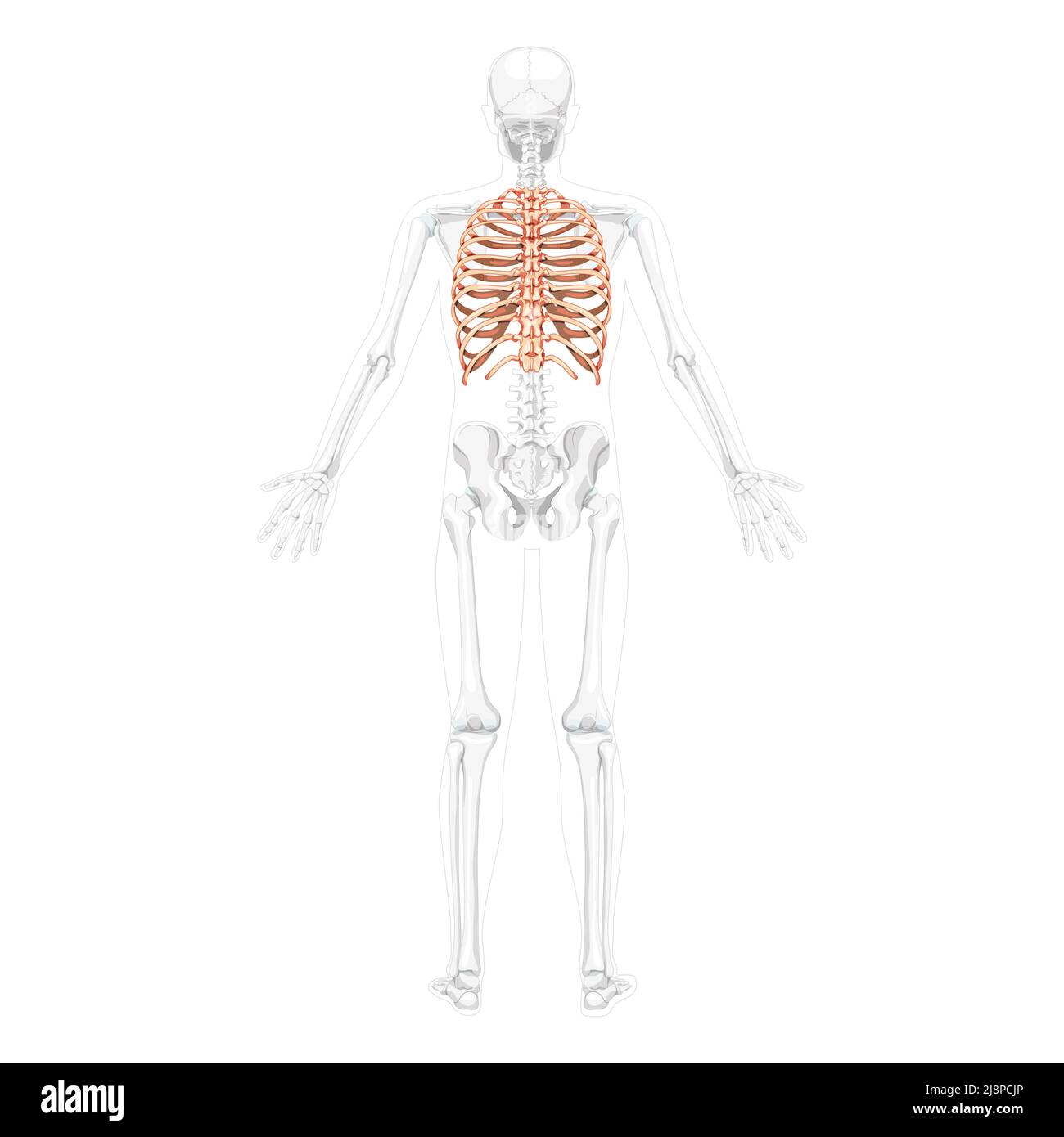 Rib cage Skeleton Human back Posterior dorsal view with partly ...