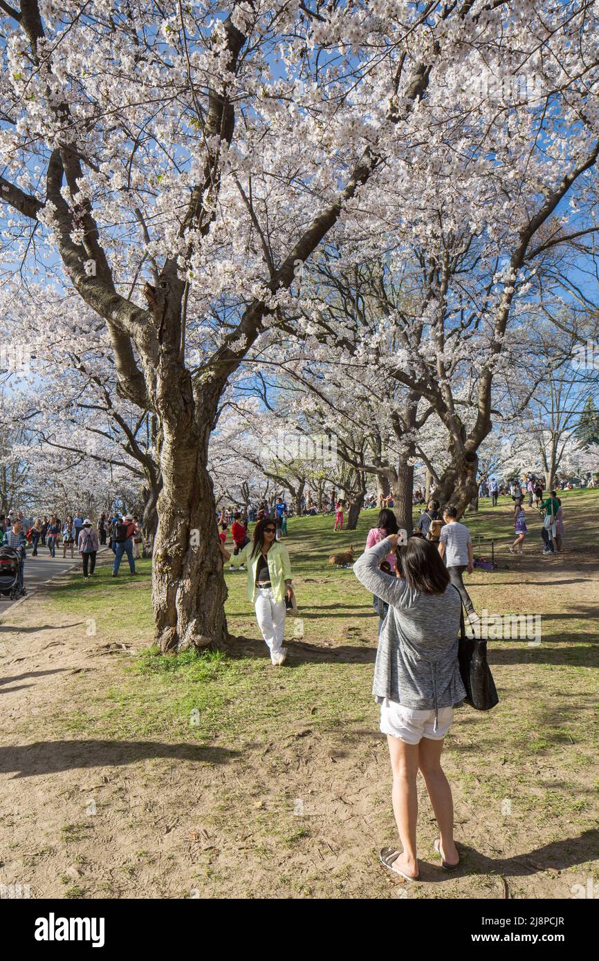 Sakura cherry trees blossoming in High Park in the spring Stock Photo ...